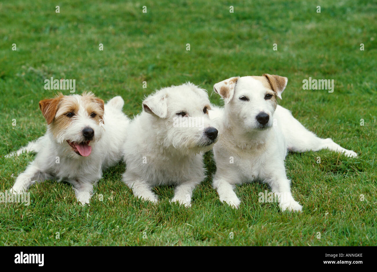 three Parson Jack Russell Terriers - lying on meadow Stock Photo - Alamy