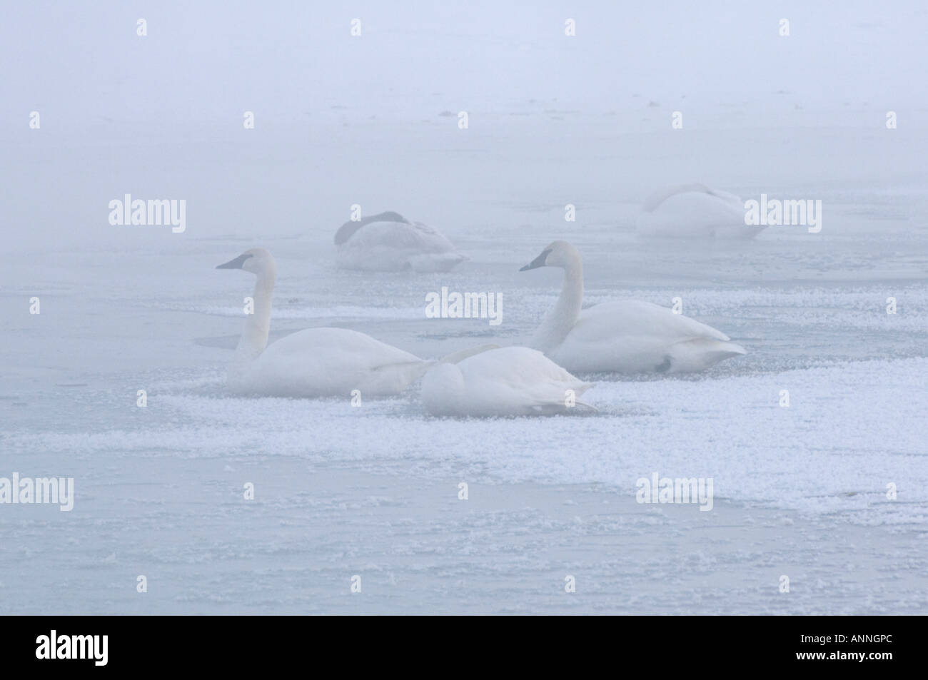 Trumpeter Swan Cygnus buccinator Overwintering adults sleeping on ice ...