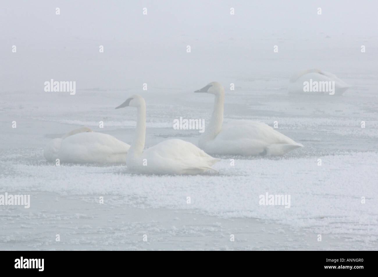 Trumpeter swans resting hi-res stock photography and images - Alamy