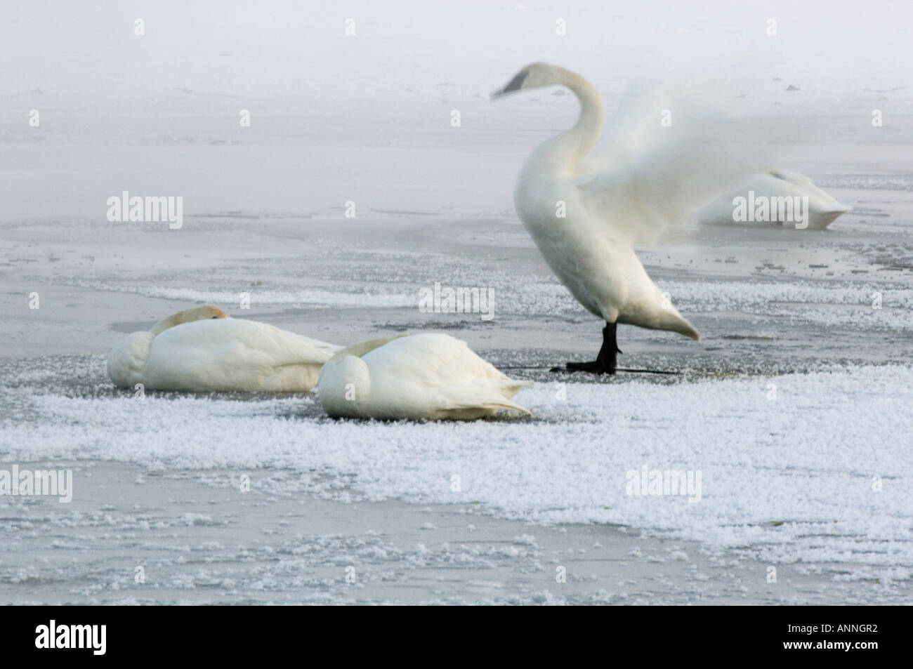 Trumpeter Swan Cygnus buccinator Overwintering adults sleeping on ice ...