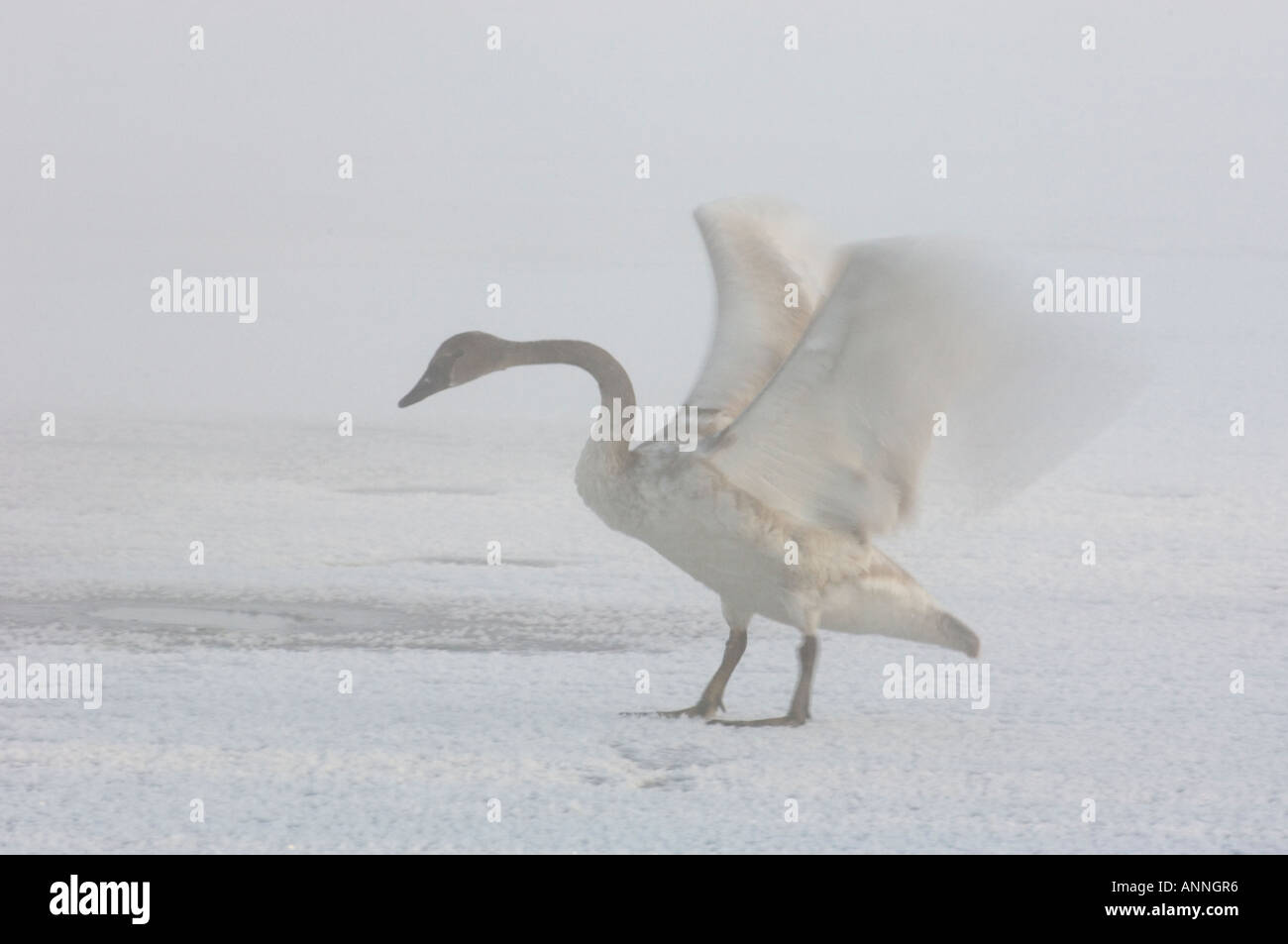 Trumpeter Swan Cygnus buccinator Overwintering adults sleeping on ice ...