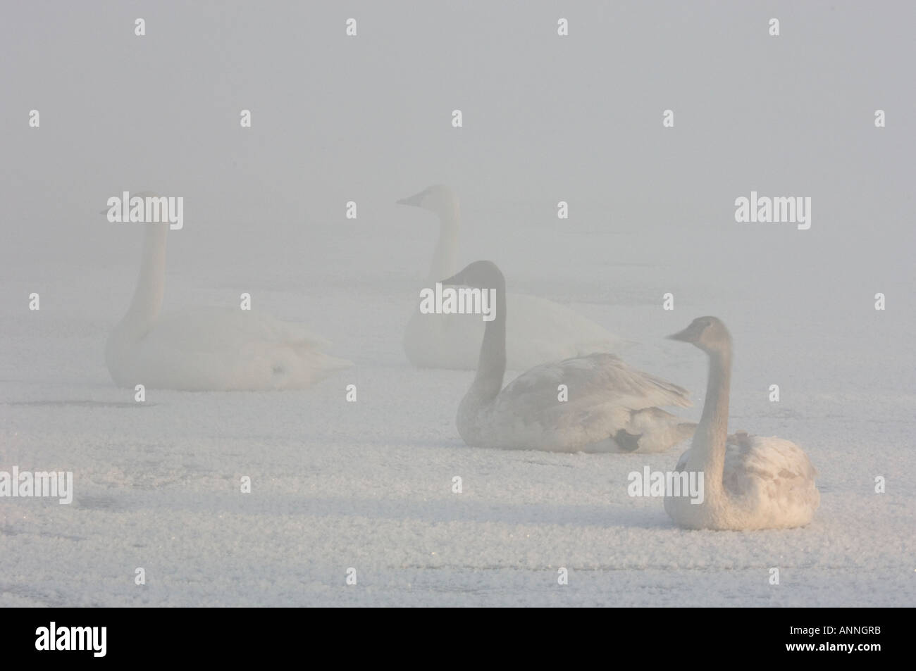 Trumpeter Swan Cygnus buccinator Overwintering adults sleeping on ice ...