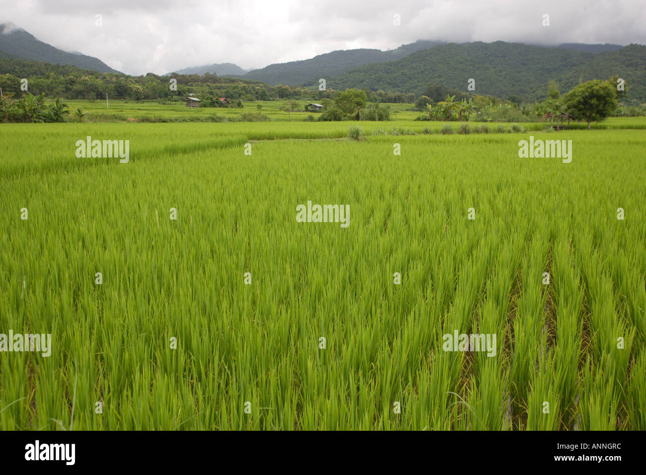 View of rice paddy fields with mist shrouded hills in background at Doi ...