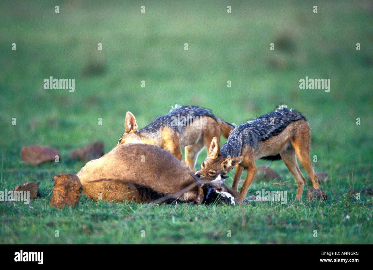 A pair of adult Black or Silver backed Jackals feeding on a wildebeest ...