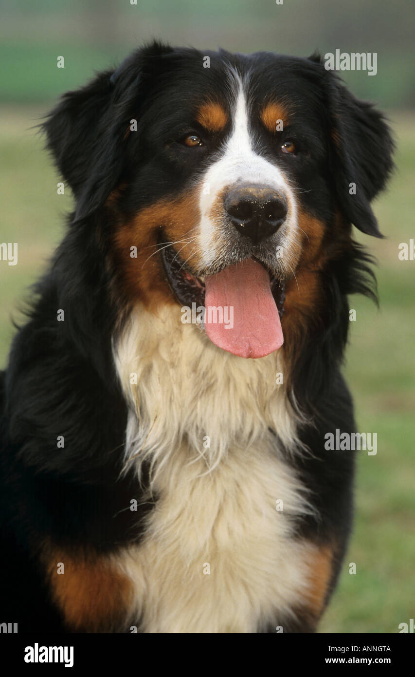 Half breed dog portrait hi-res stock photography and images - Alamy