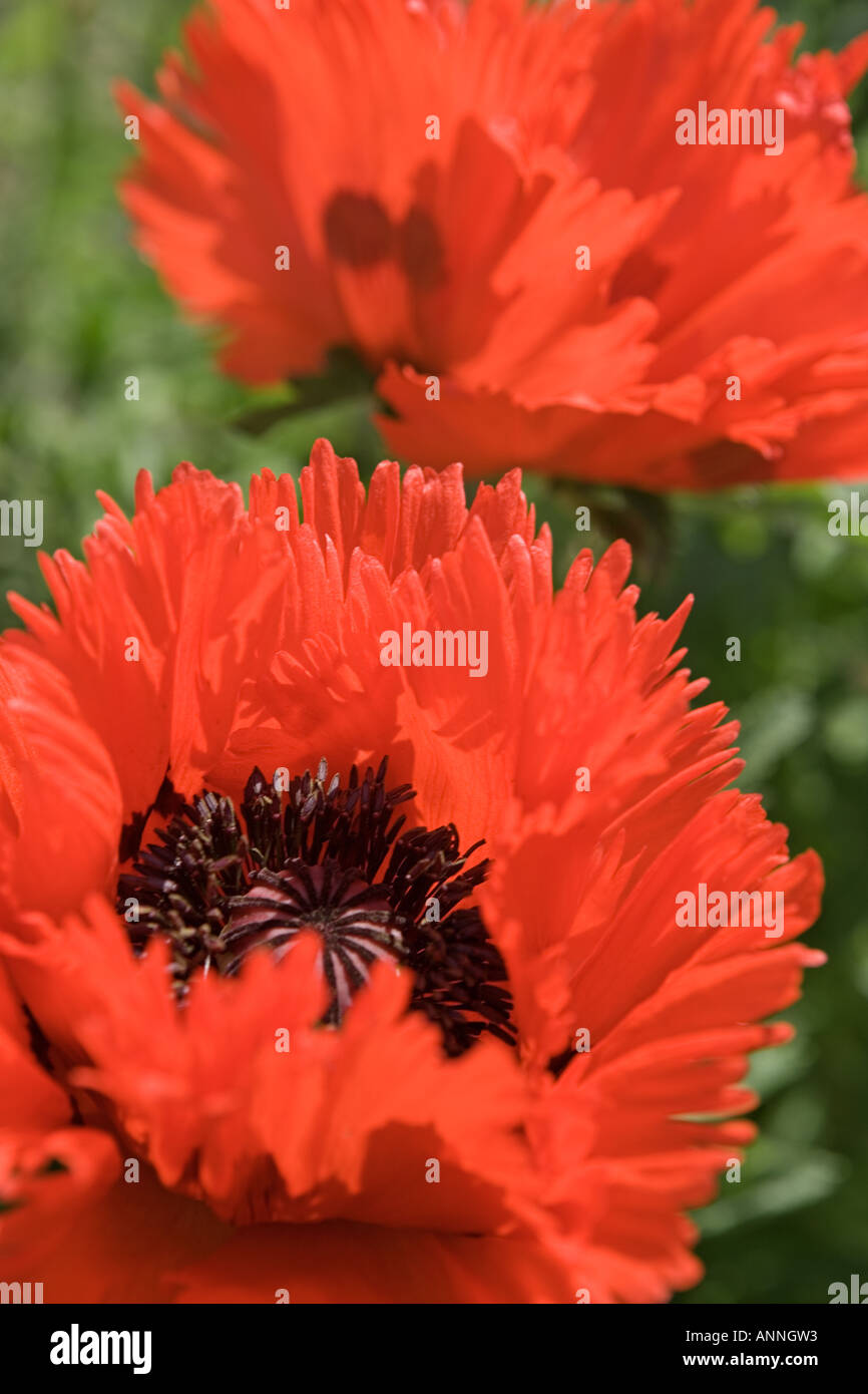 Large red poppies Stock Photo - Alamy