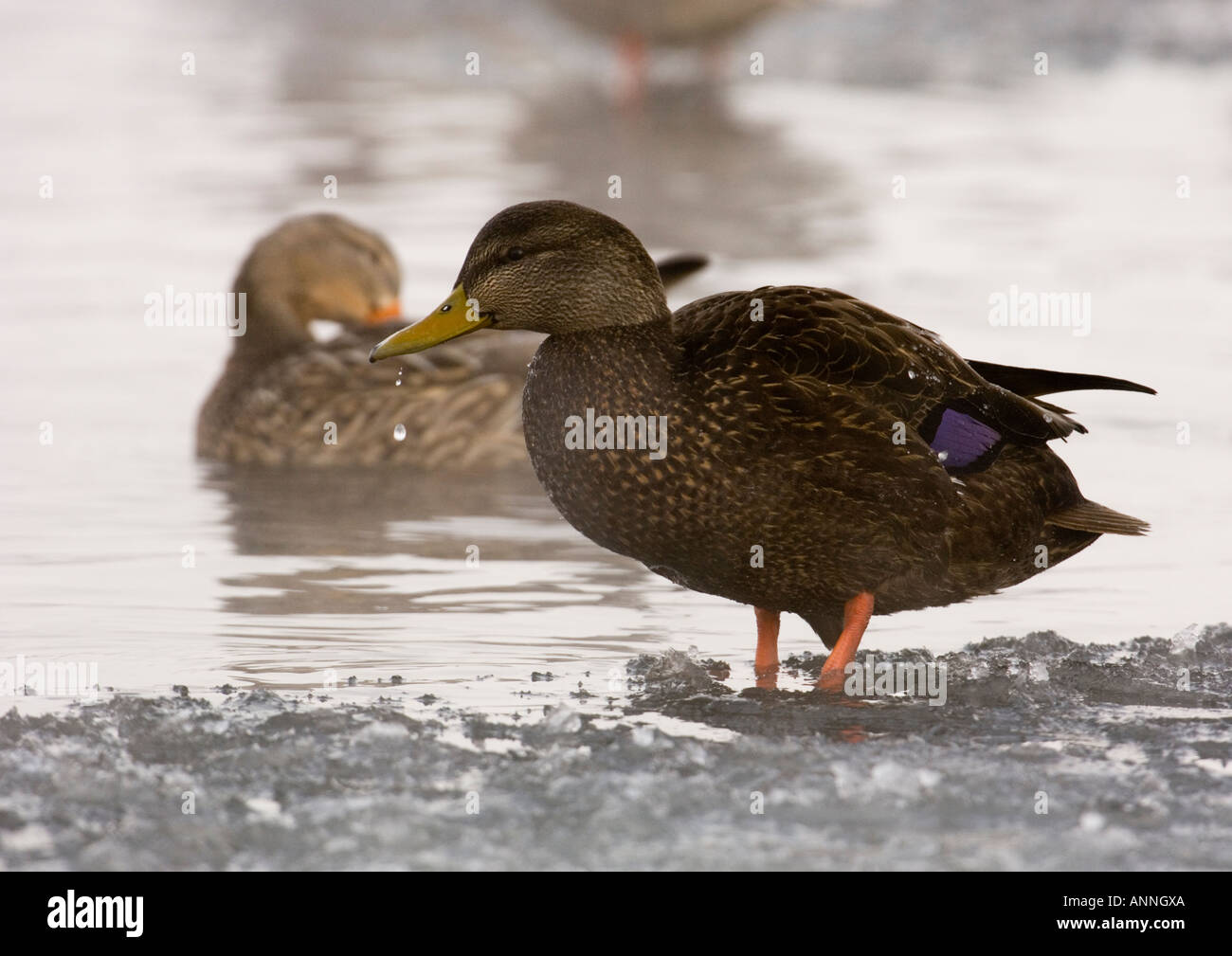 American Black Duck Anas rubripes Overwintering bird standing on ice at ...