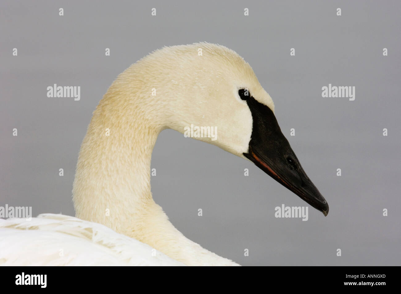Trumpeter Swan Cygnus buccinator Overwintering adult Ontario Stock ...