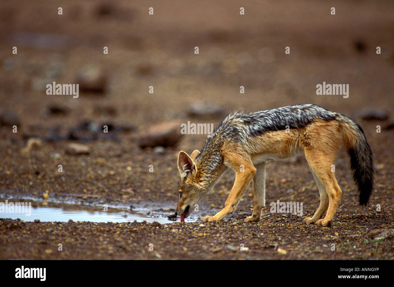 A subadult Black or Silver backed Jackal lapping water from a small ...