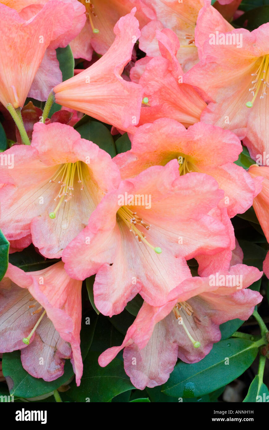 Peach colored rhododendron hi-res stock photography and images - Alamy