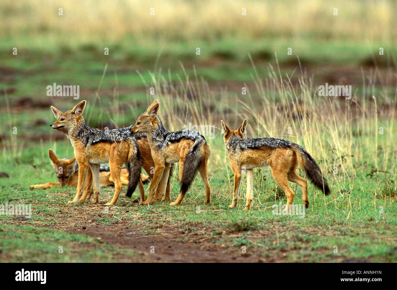 Five subadult Black or Silver backed Jackal waiting for their parents ...