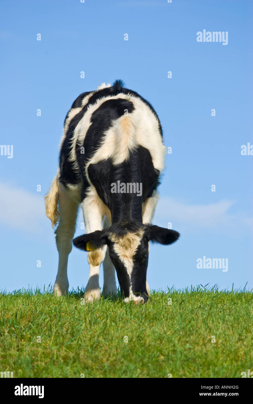 Cow field northern ireland hi-res stock photography and images - Alamy