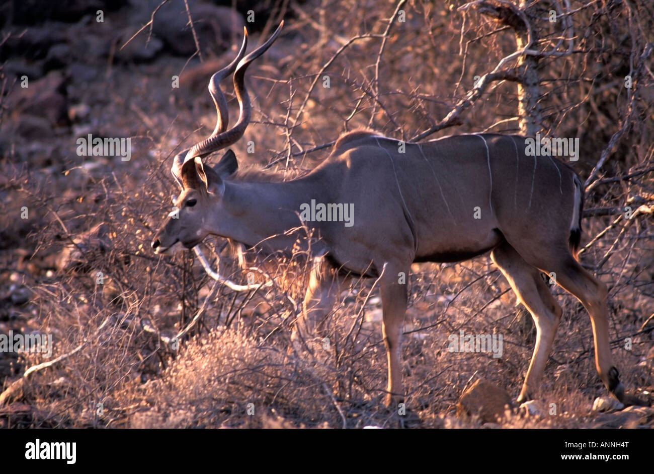 Greater Kudu in typical dry landscape Stock Photo - Alamy