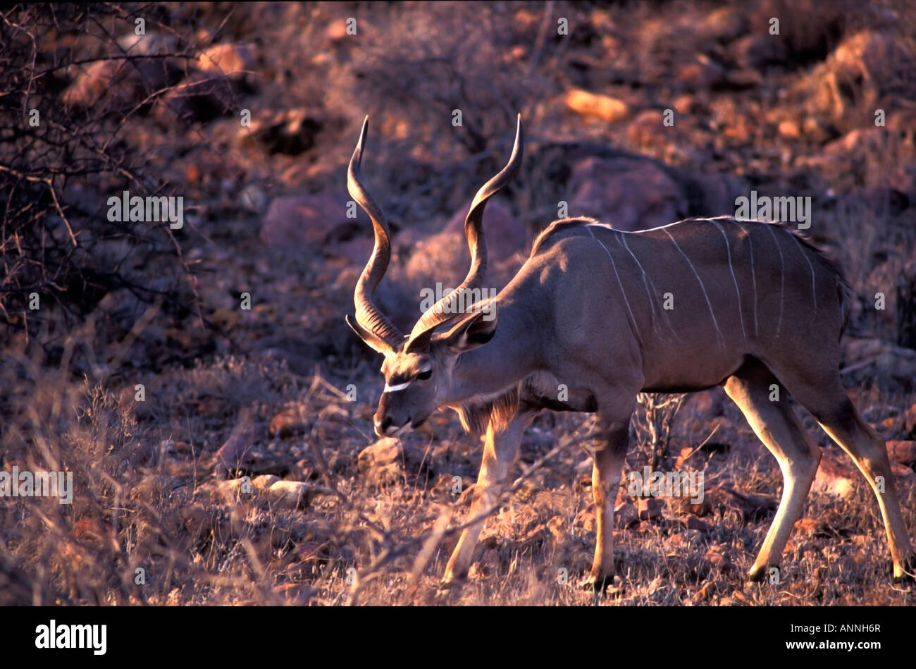 Greater Kudu in typical dry landscape Stock Photo - Alamy
