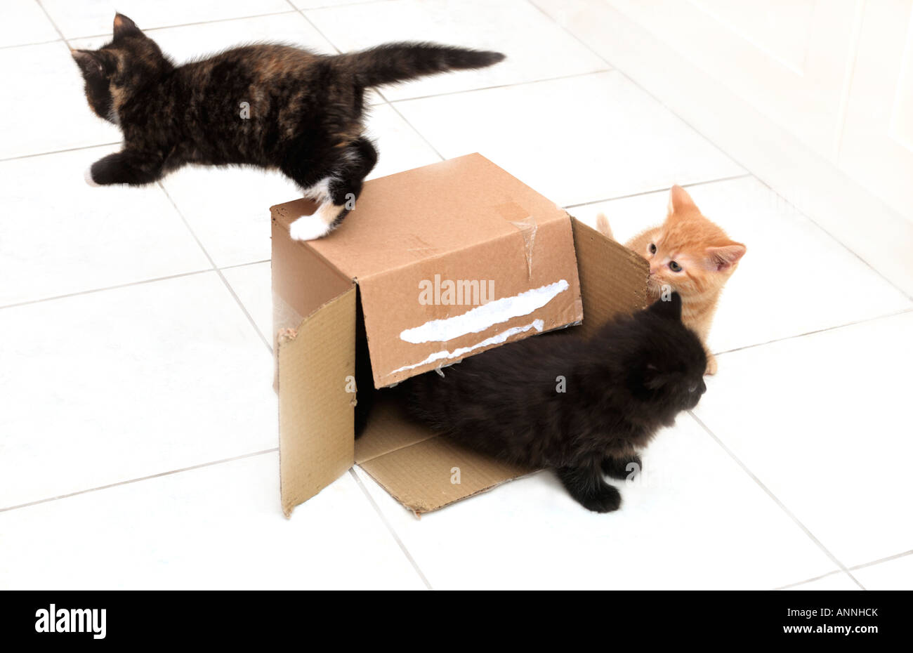 Kittens Playing with Cardboard Box Stock Photo - Alamy