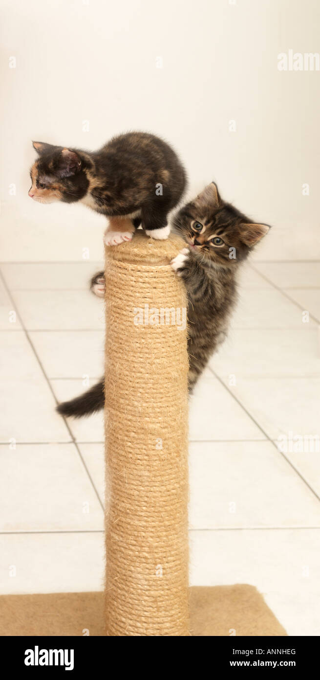 A 55515 Scratching Post and Kittens Stock Photo - Alamy