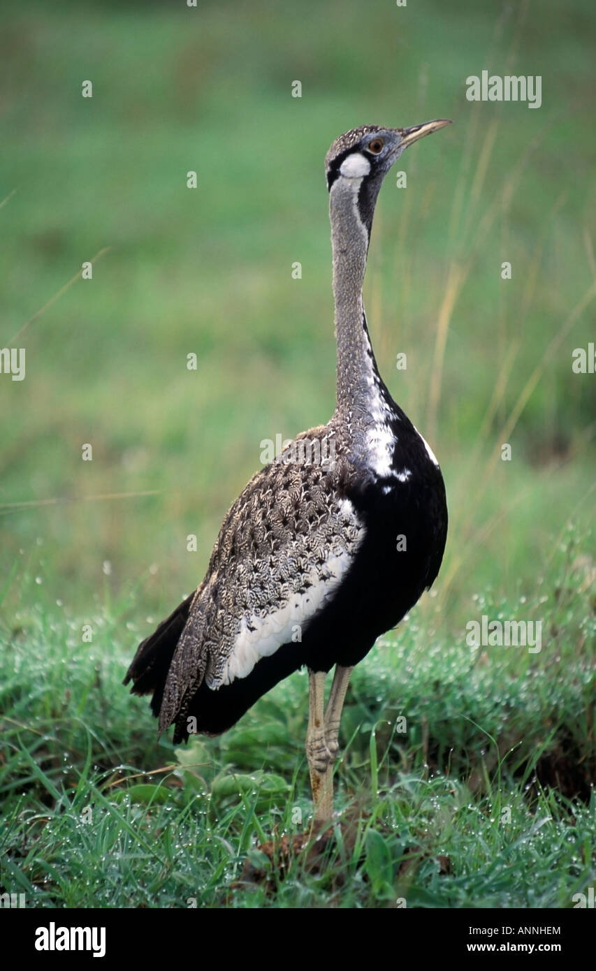 Hartlaub's Bustard calling in long grass Stock Photo - Alamy