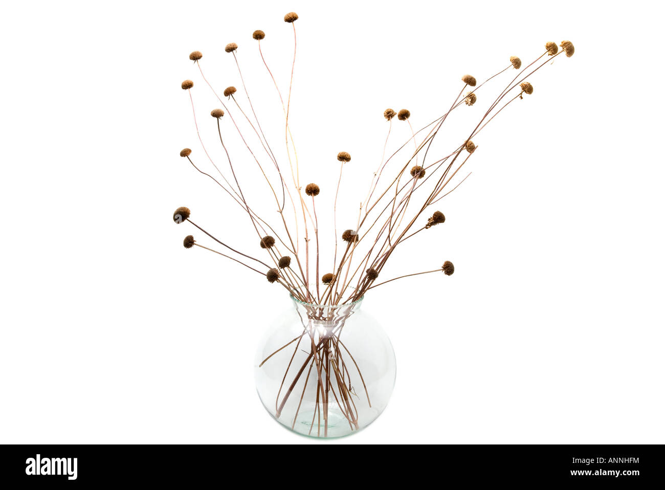 Large round flower Cut Out Stock Images & Pictures - Alamy