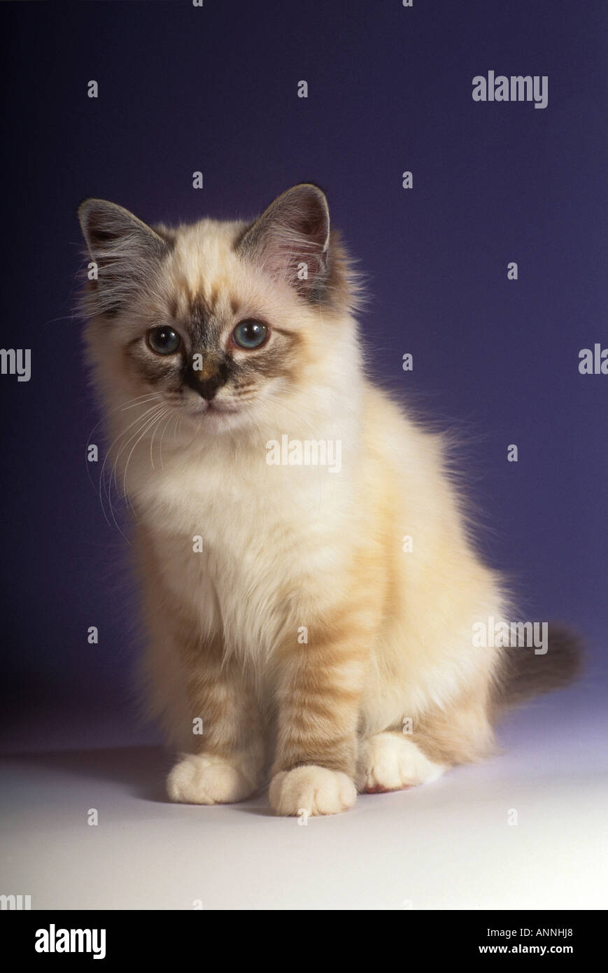 Sacred cat of Burma - kitten sitting Stock Photo - Alamy