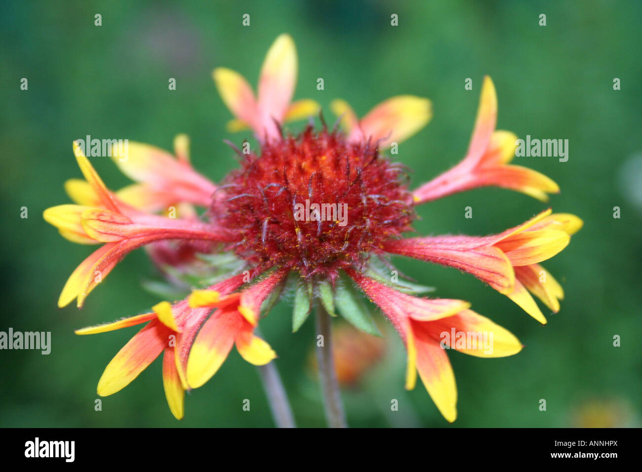 Beautiful Nature scene, Multy flower Stock Photo - Alamy