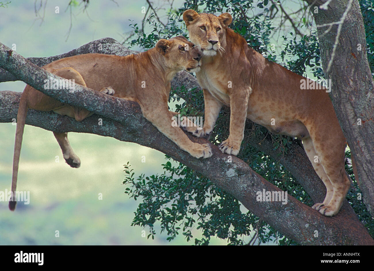 Two adult african lionesses resting away from the heat high in a tree ...