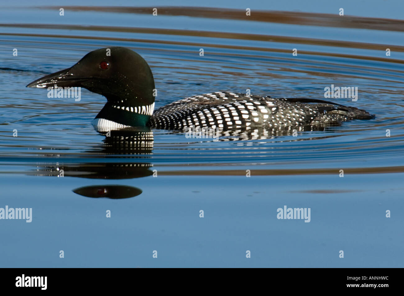 Common loon images hi-res stock photography and images - Alamy