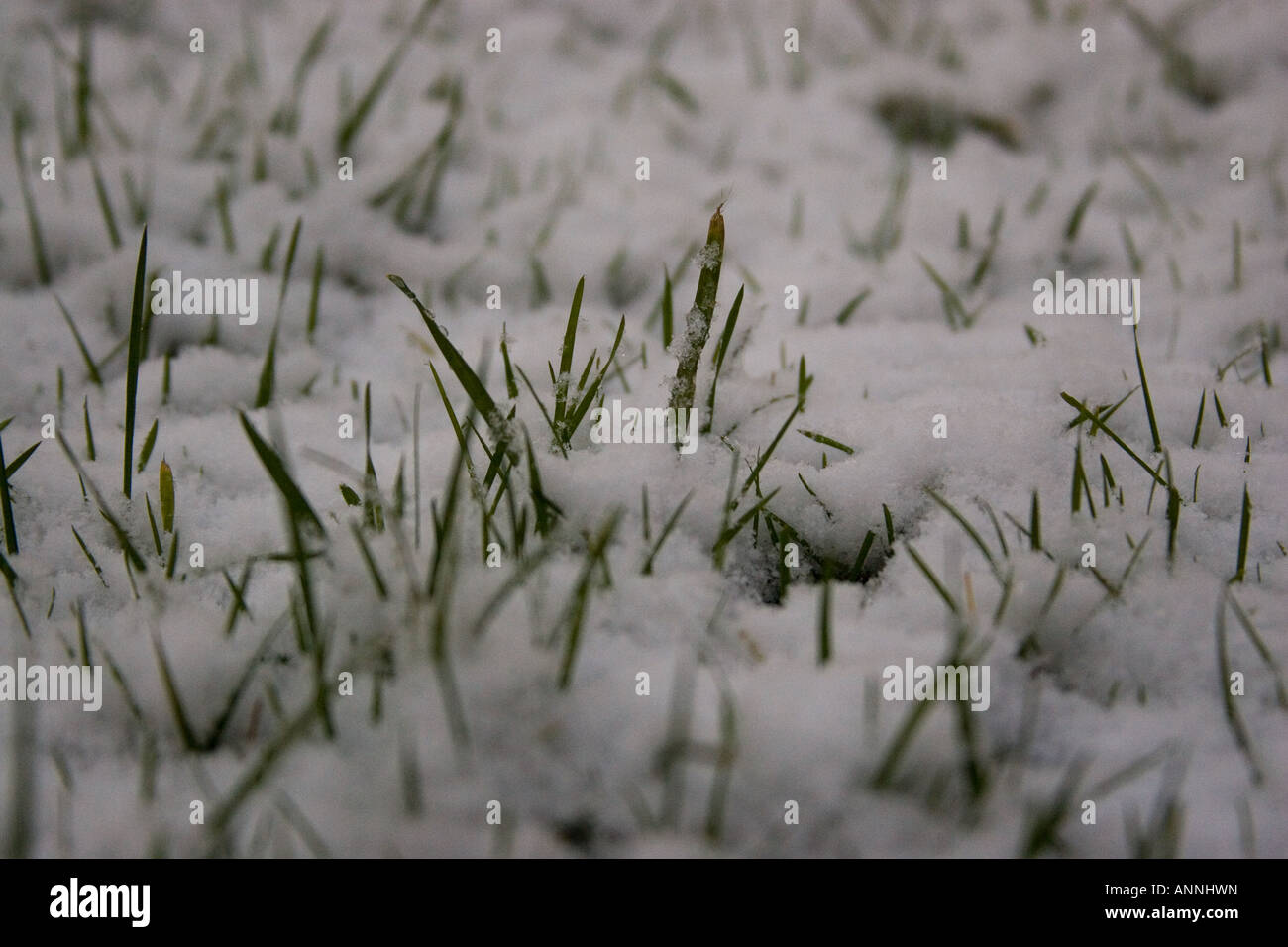 Grass poking through snow Stock Photo - Alamy