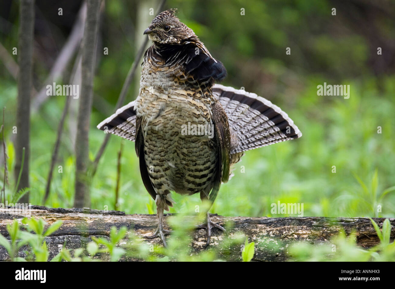 Male ruffed grouse on display hi-res stock photography and images - Alamy