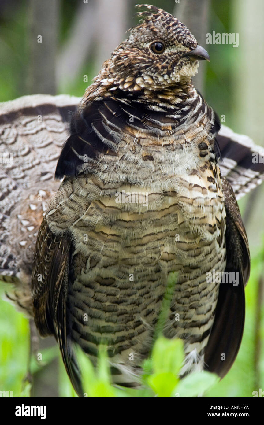 Male ruffed grouse on display hi-res stock photography and images - Alamy