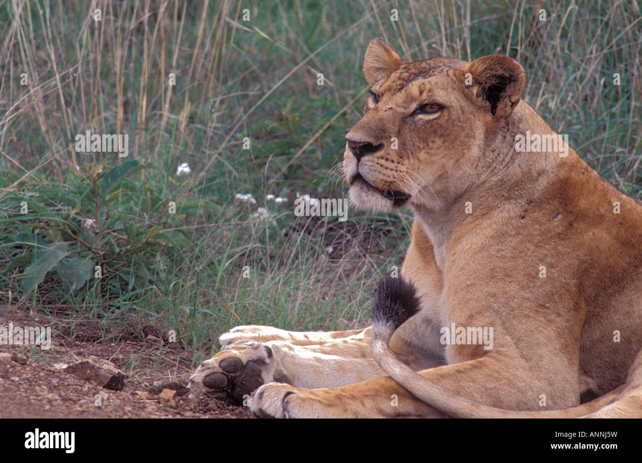 Adult female Lioness resting by the side of a track in Nairobi National ...