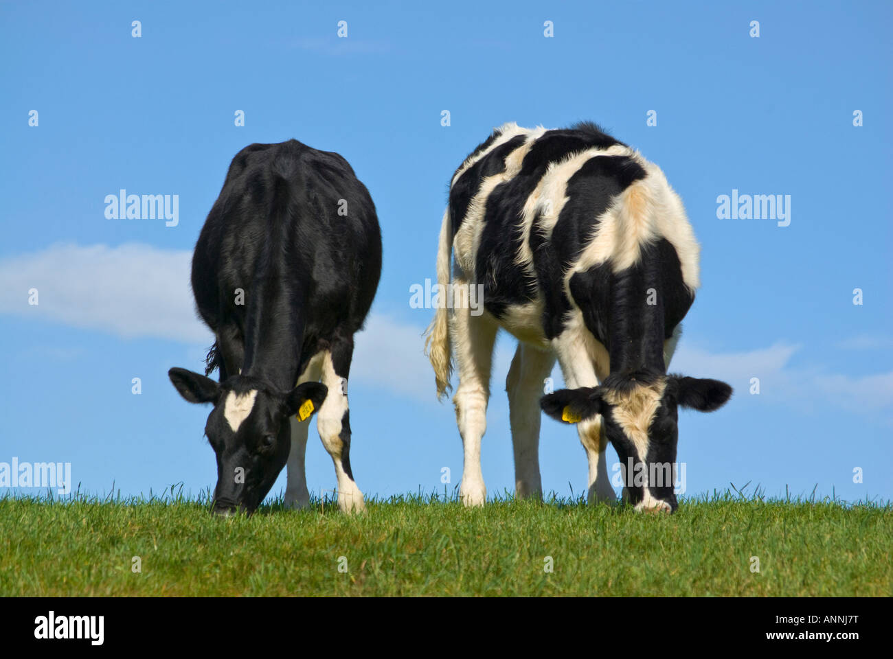 two cows grazing in field, County Down, Northern Ireland, UK Stock ...