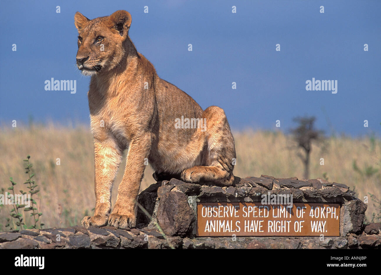 Young sub adult African Lion resting on top of a sign post in Nairobi ...