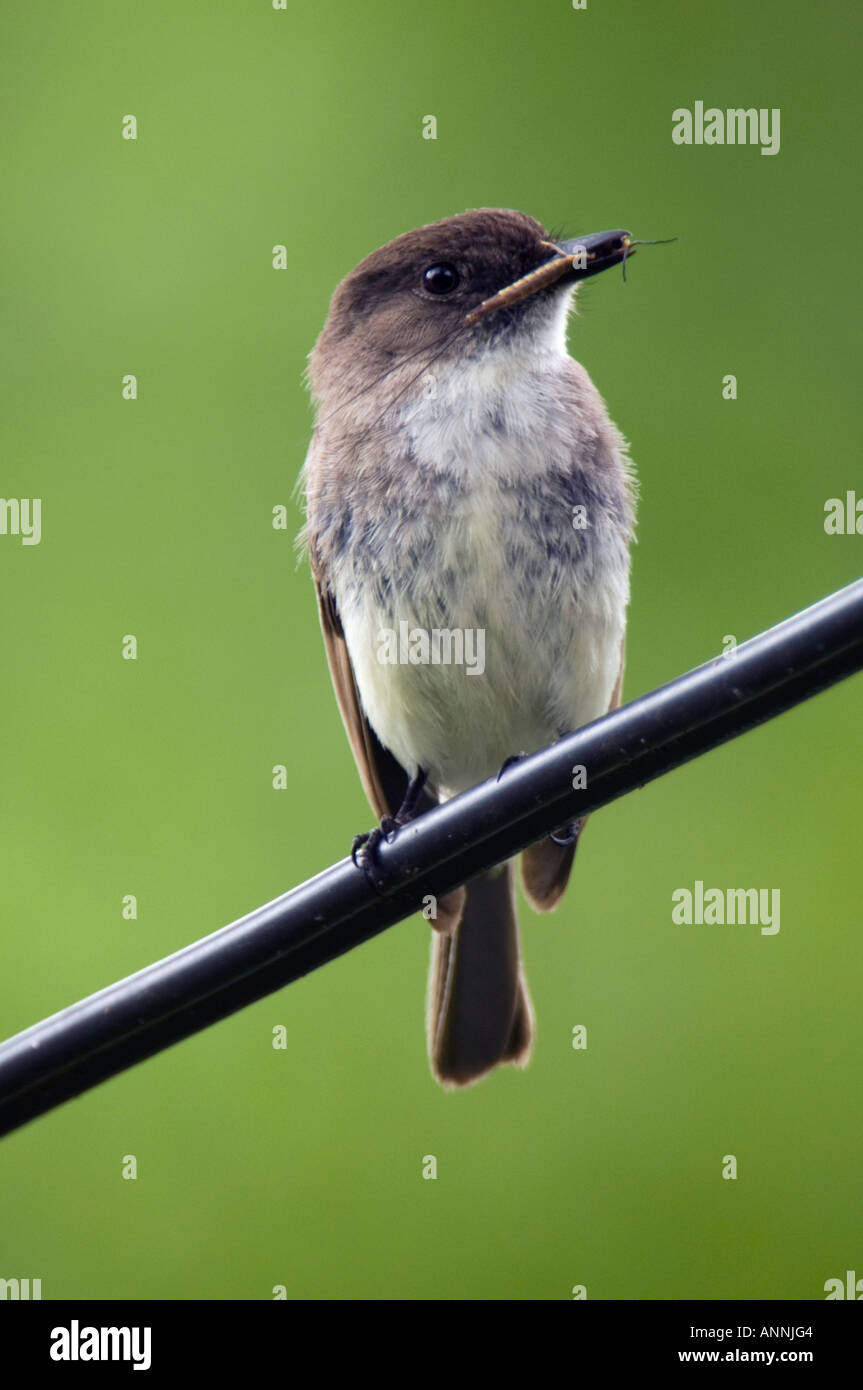 Adult Eastern Phoebe Bird