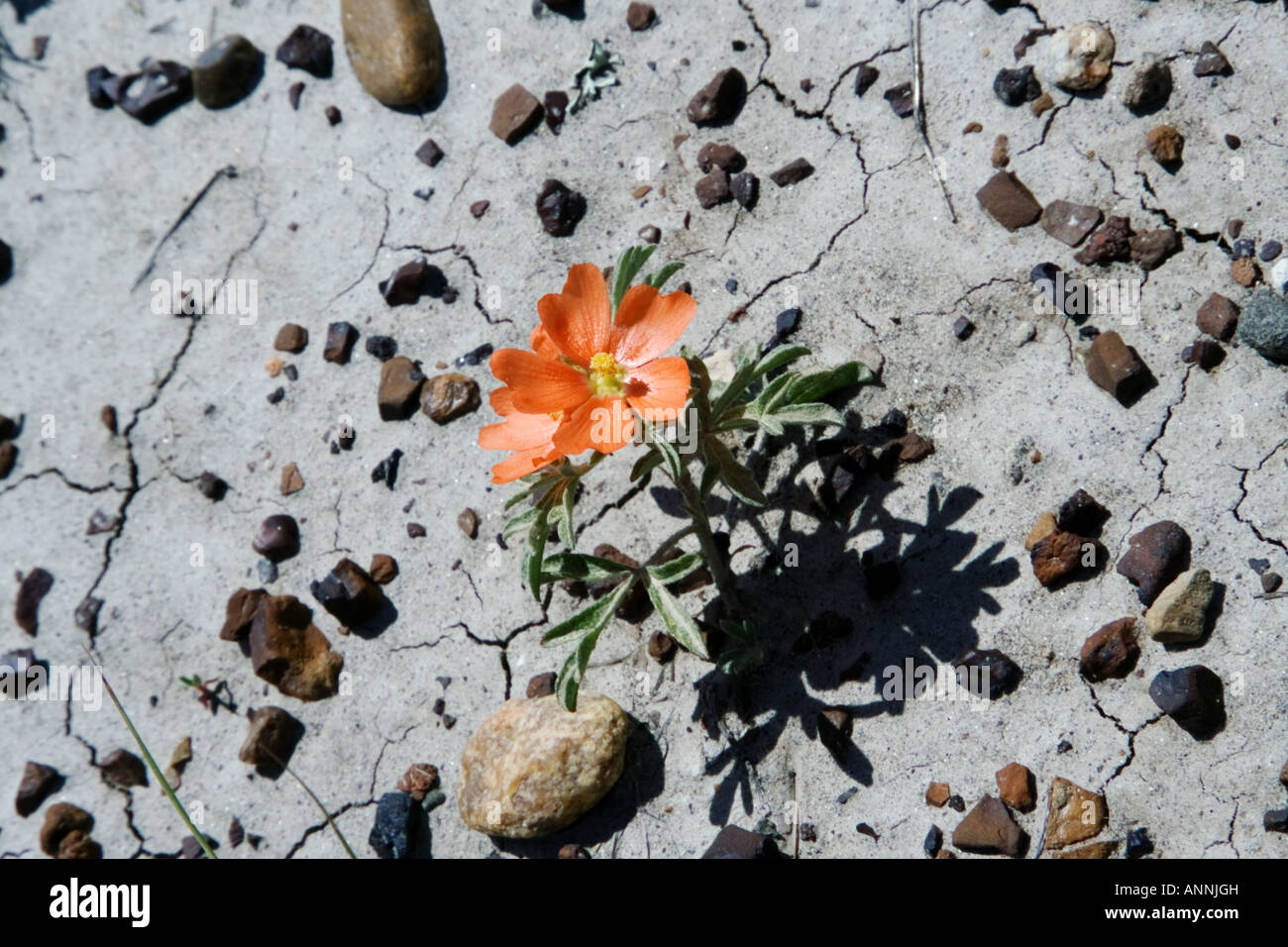 Scarlet Mallow, a.k.a. Malva coccinea Stock Photo - Alamy