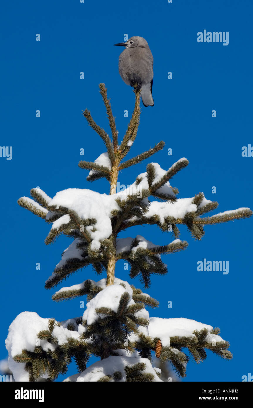 Nutcracker bird species hi-res stock photography and images - Alamy