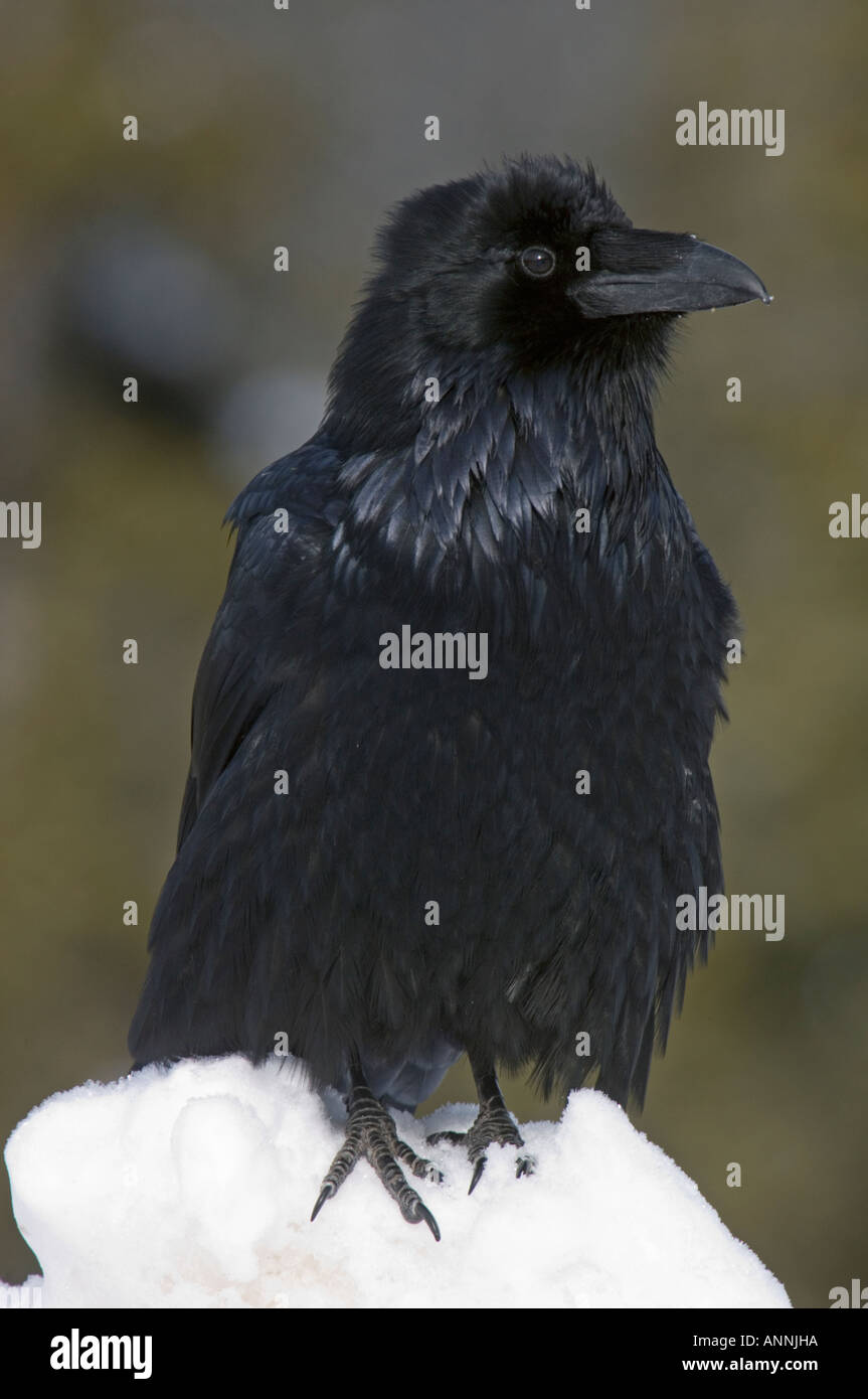 Common raven Corvus corax. Tame bird sitting on pull-off snowbank ...