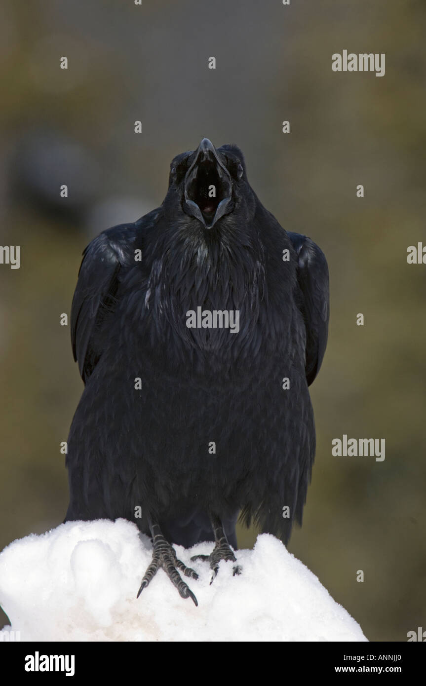 Common raven Corvus corax. Tame bird sitting on pull-off snowbank ...