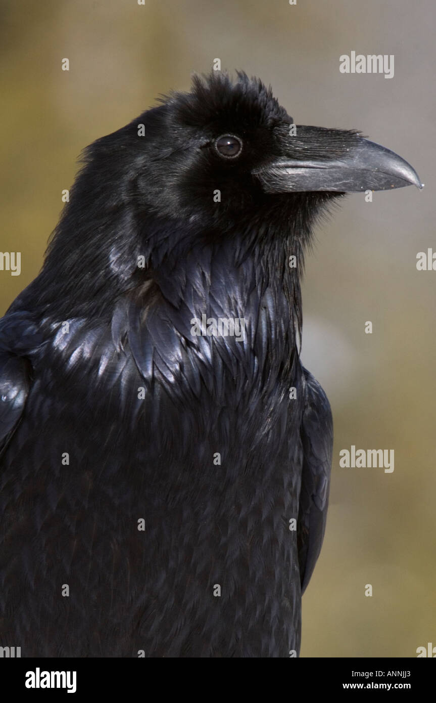 The glossy black feathers common raven hi-res stock photography and ...