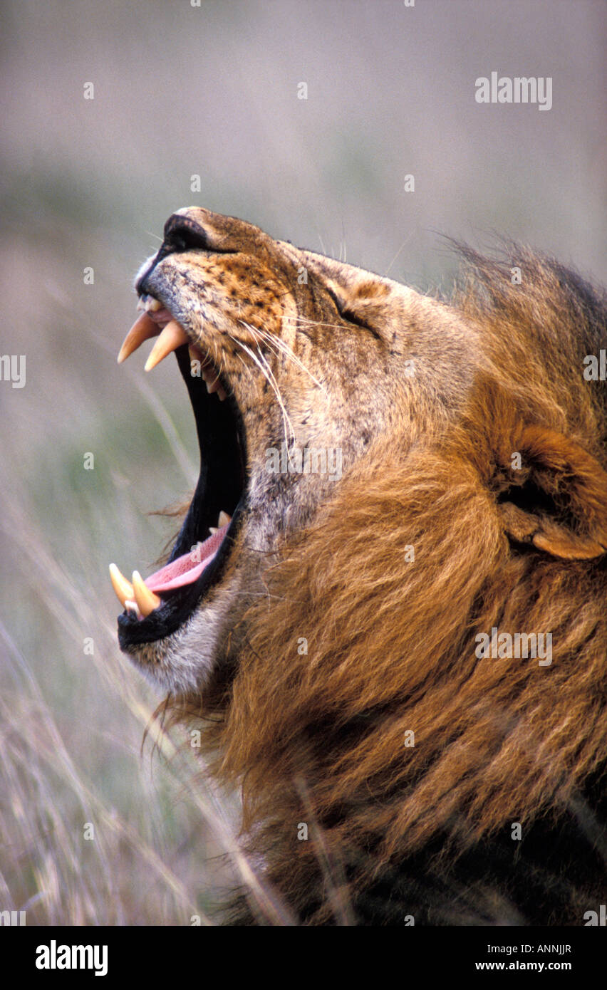 Adult male African Lion yawning in Nairobi National Park Nairobi Kenya ...