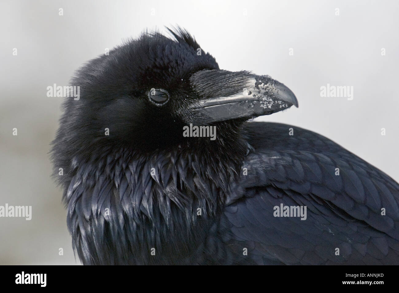 Common raven Corvus corax. Tame bird sitting on pull-off snowbank ...