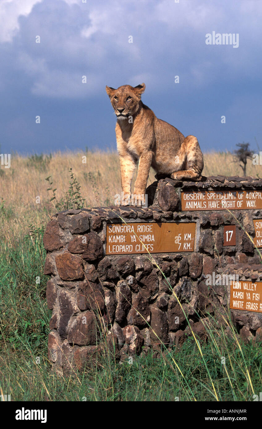 Lion on sign in kenya hi-res stock photography and images - Alamy