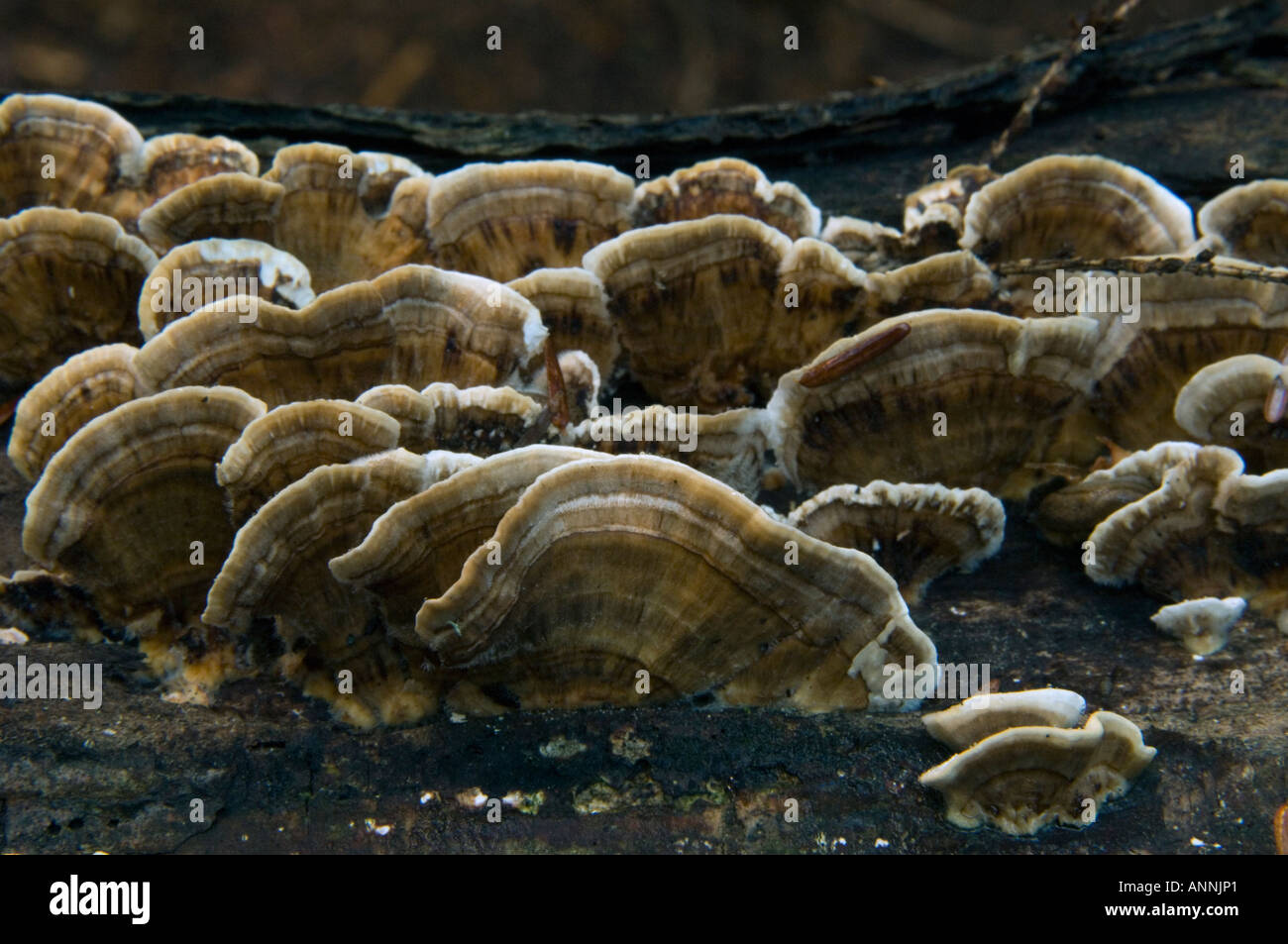 False turkey tail fungus Stereum ostrea Fruiting bodies on decaying log ...