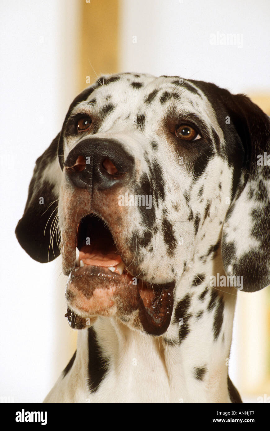 Great Dane - portrait Stock Photo - Alamy
