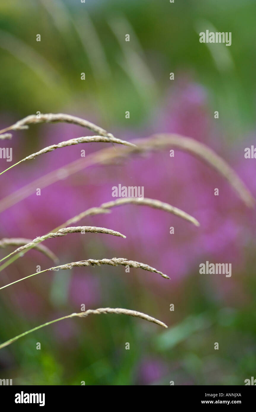 Summer grasses with fireweed background Greater Sudbury, Ontario ...