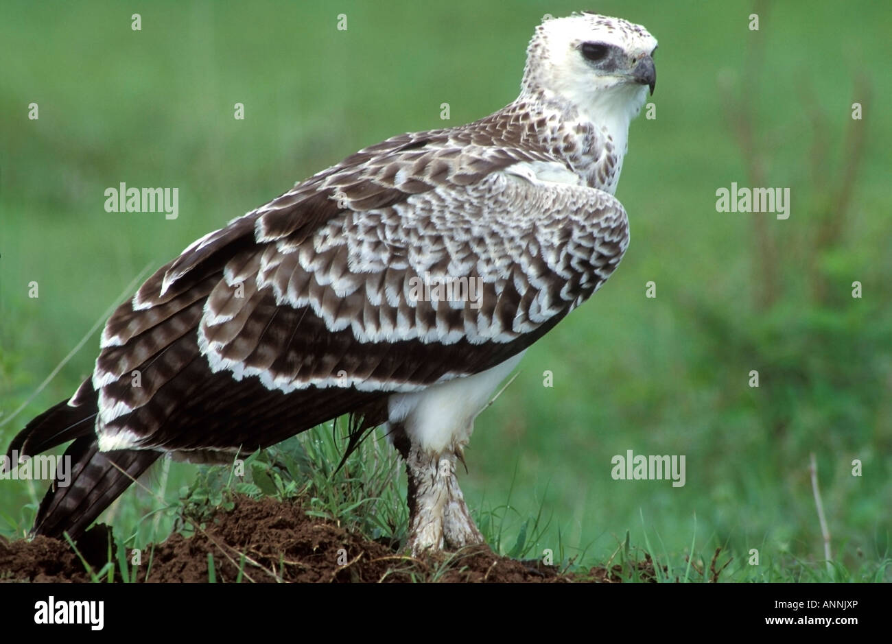 An immature Martial Eagle resting on a dirt mound Stock Photo - Alamy
