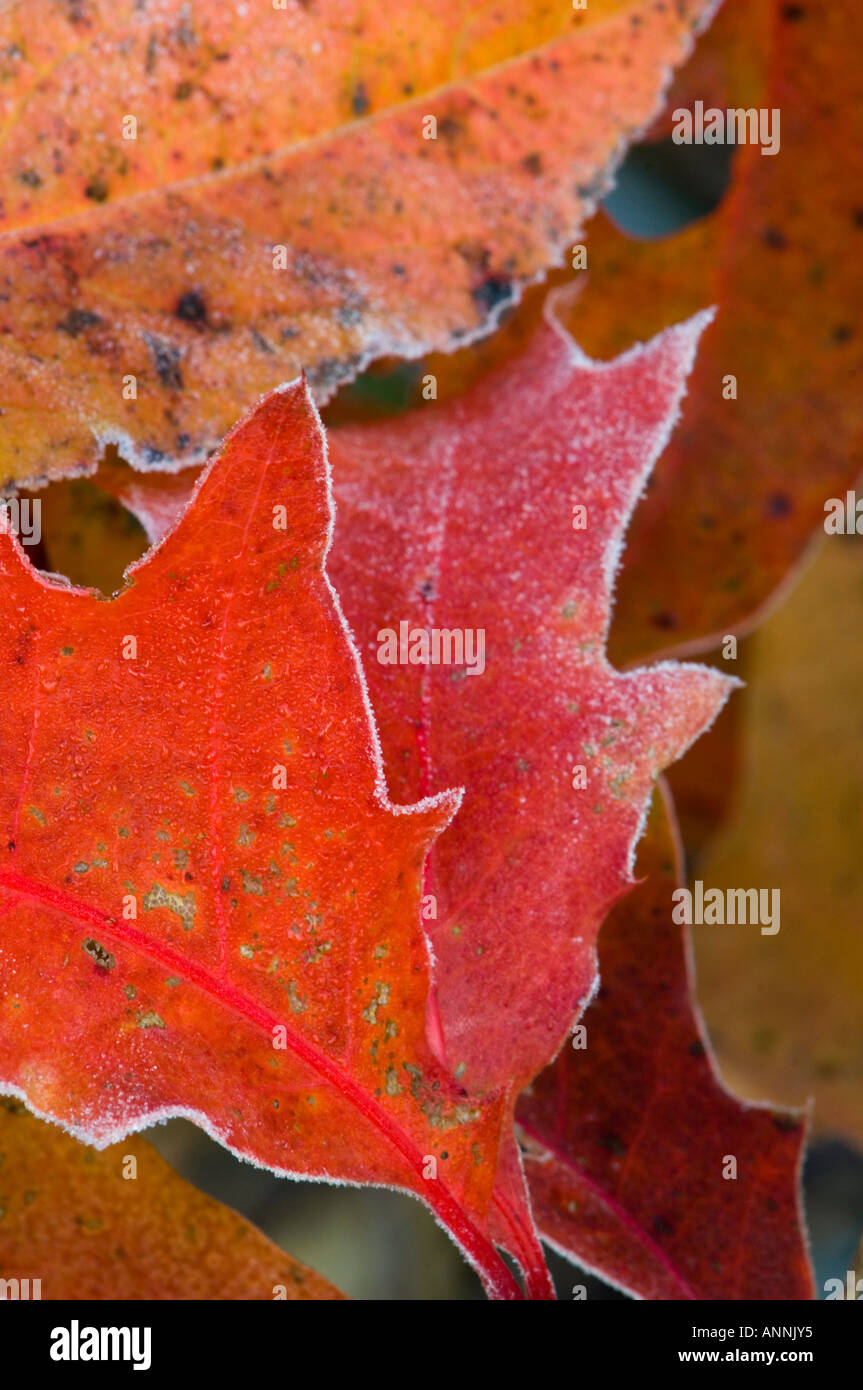 Northern red oak (Quercus rubra) Frost rimmed leaves on tree branch ...