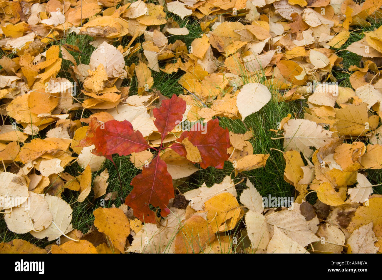 Northern red oak (Quercus rubra) Seedling with fallen birch leaves ...