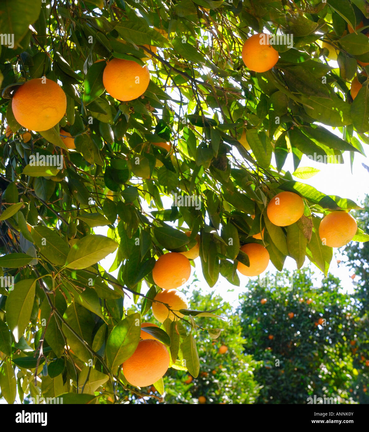 Citrus trees israel hi-res stock photography and images - Alamy