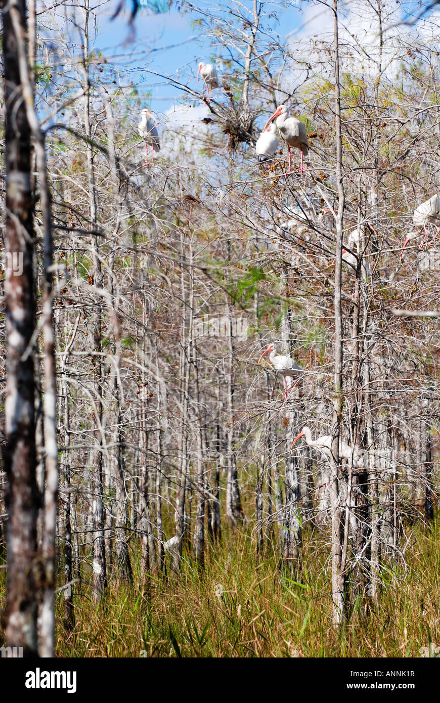 Florida Ibis Everglades Stock Photo - Alamy