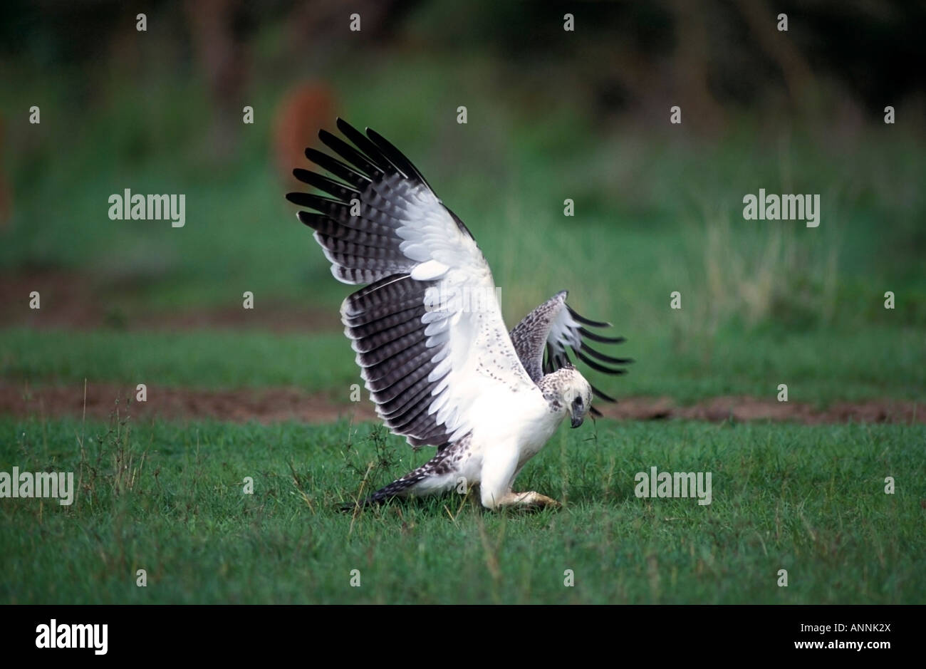 An immature Martial Eagle learning to hunt by throwing a stick up in ...